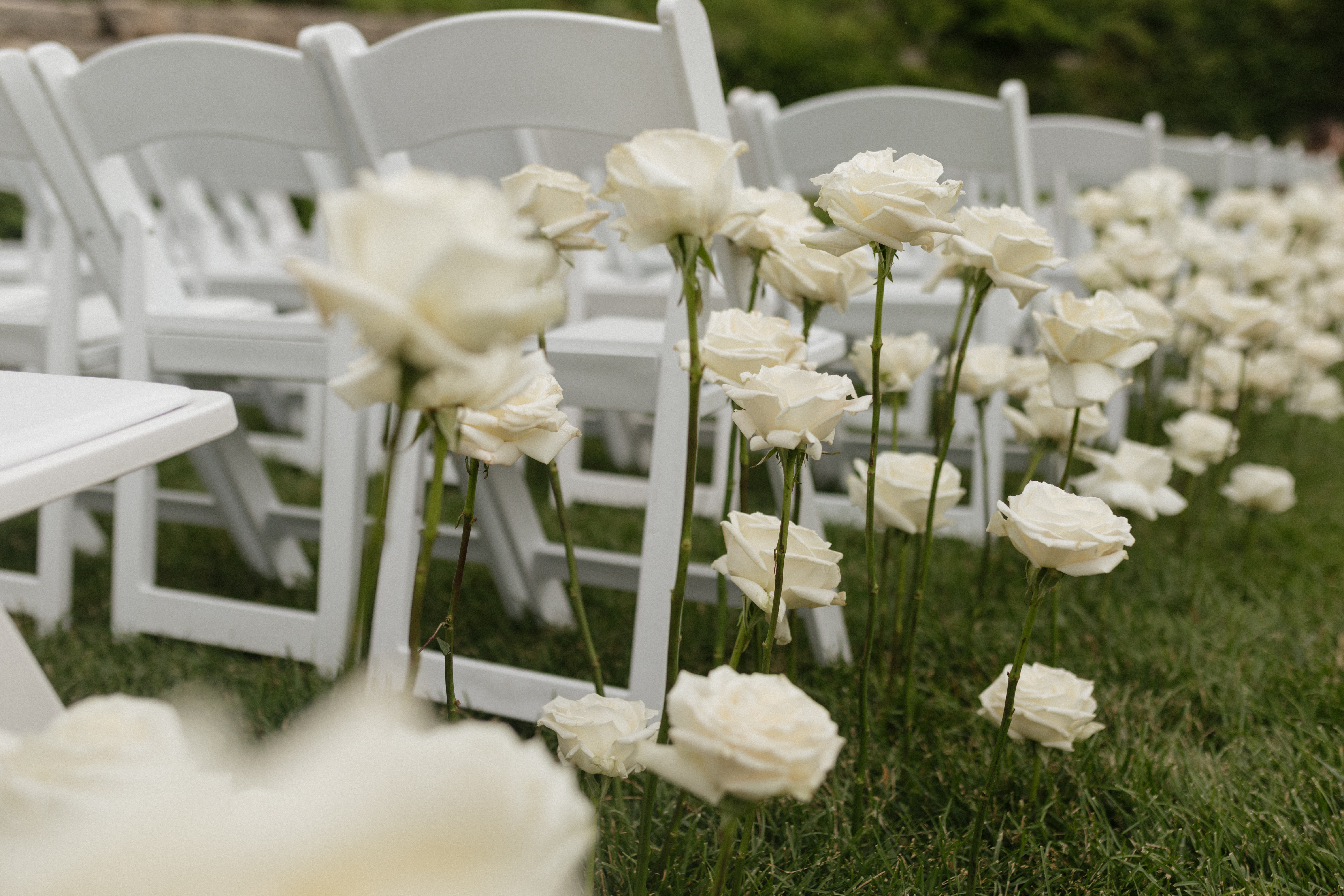 Full Bloom: Single Stem White Roses Line the Aisle in Trendy Wedding ...